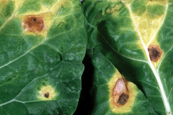 Alternaria brassicicola (dark leaf spot of cabbage)