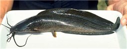 Clarias batrachus (walking catfish)