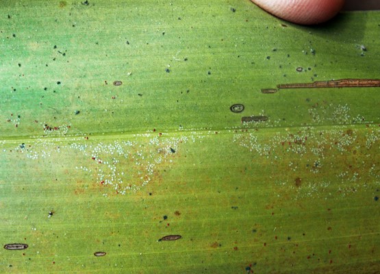 Raoiella indica (red palm mite)