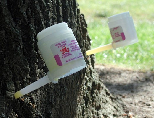 Agrilus planipennis (emerald ash borer)