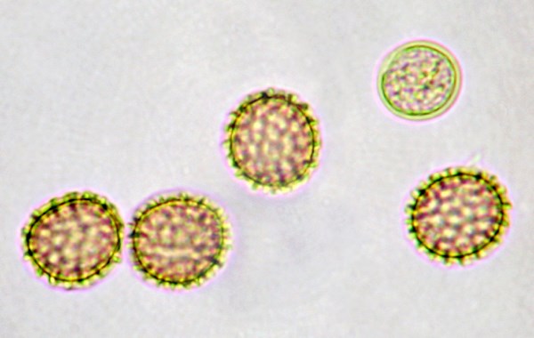 Tilletia controversa (dwarf bunt of wheat)