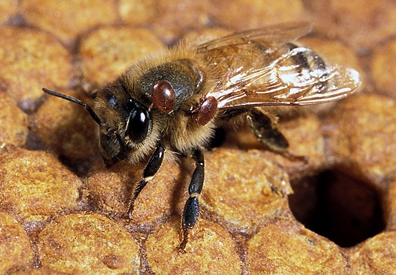 Varroa destructor (Varroa mite)