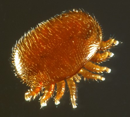 Varroa destructor (Varroa mite)