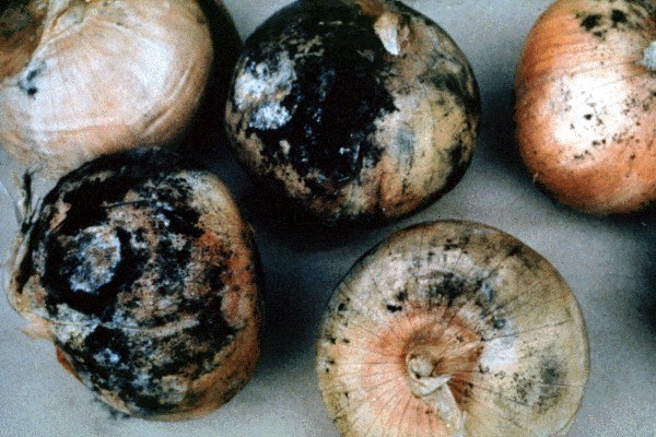 Aspergillus niger (black mould of onion)