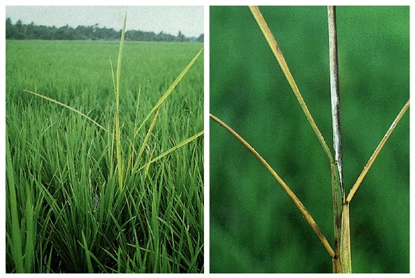 Gibberella fujikuroi (bakanae disease of rice)