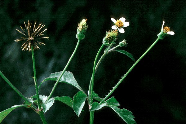 Bidens pilosa (blackjack)