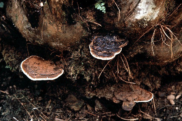 Ganoderma boninense (basal stem rot of oil palm)