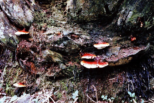 Ganoderma boninense (basal stem rot of oil palm)