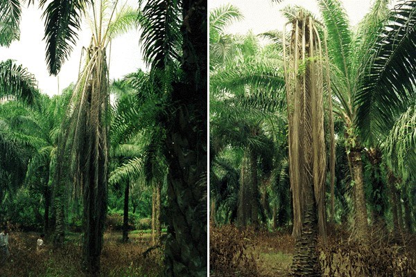 Ganoderma boninense (basal stem rot of oil palm)