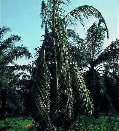 Ganoderma boninense (basal stem rot of oil palm)