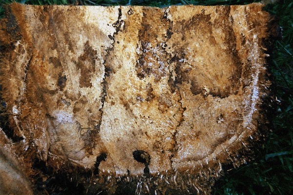 Ganoderma boninense (basal stem rot of oil palm)