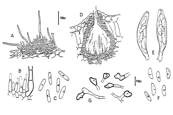 Glomerella cingulata (anthracnose)