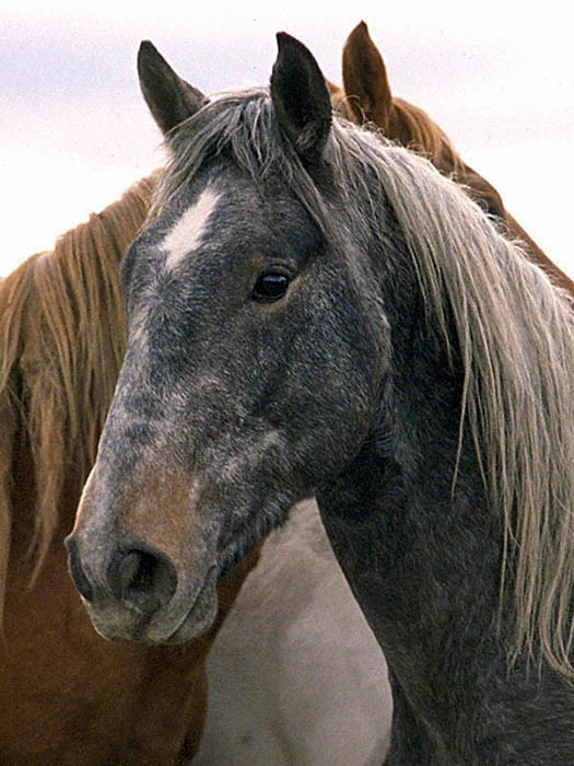 Equus caballus (horses)