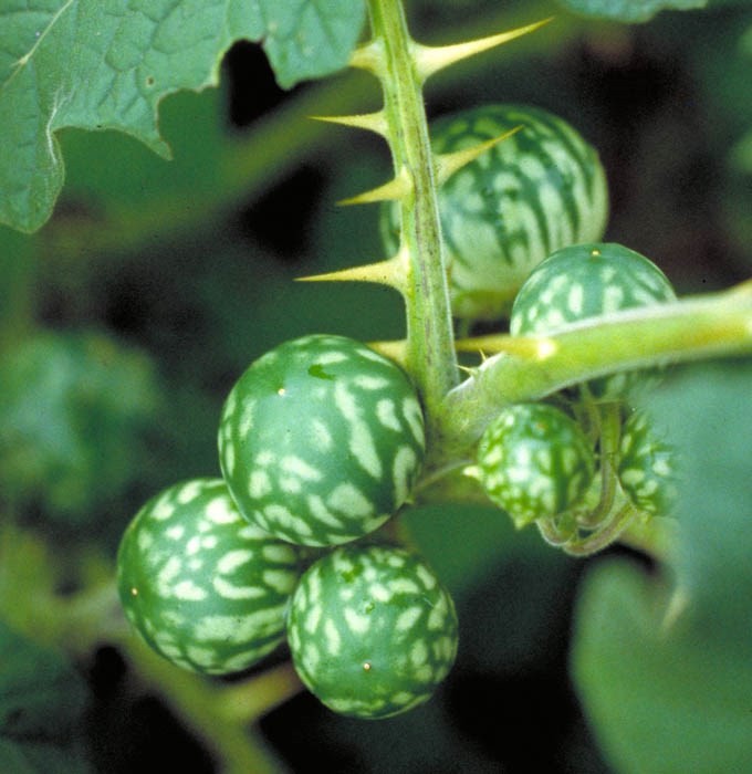 Solanum viarum (tropical soda apple)