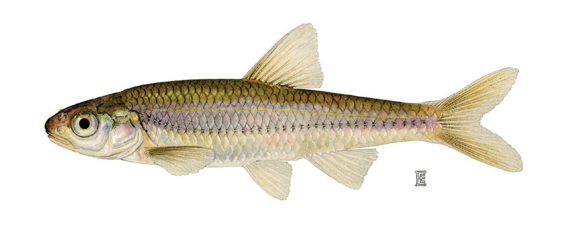 Notropis stramineus