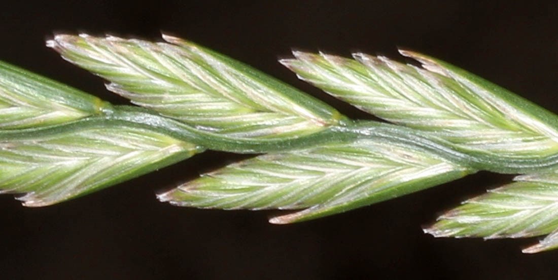 Lolium perenne (perennial ryegrass)