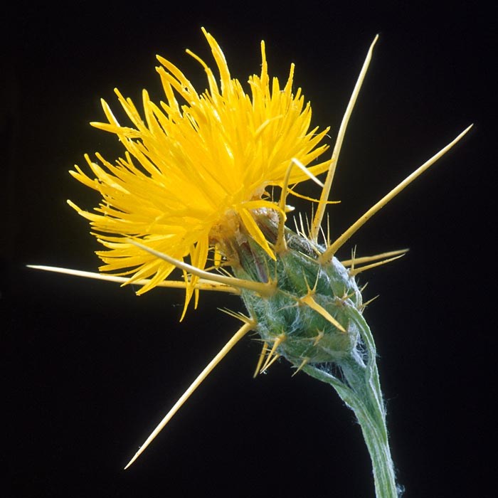 Centaurea solstitialis (yellow starthistle)