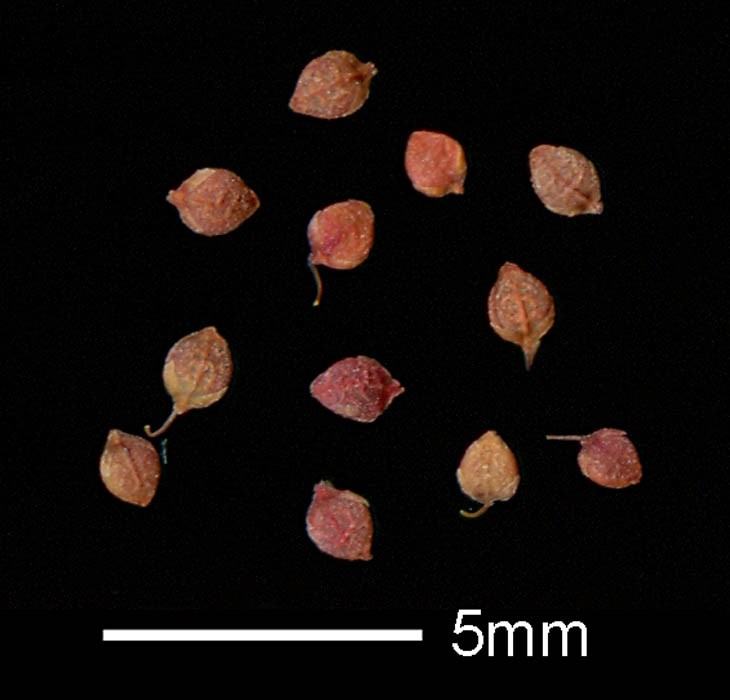 Rumex acetosella (sheep's sorrel)