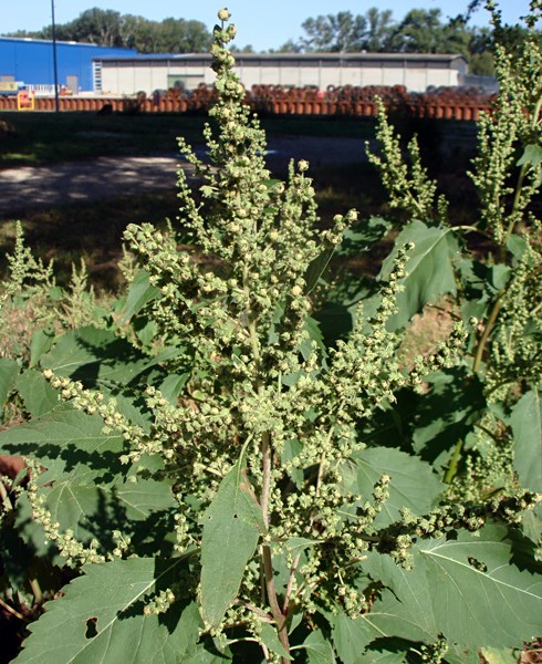 Iva xanthiifolia (Marsh-elder)