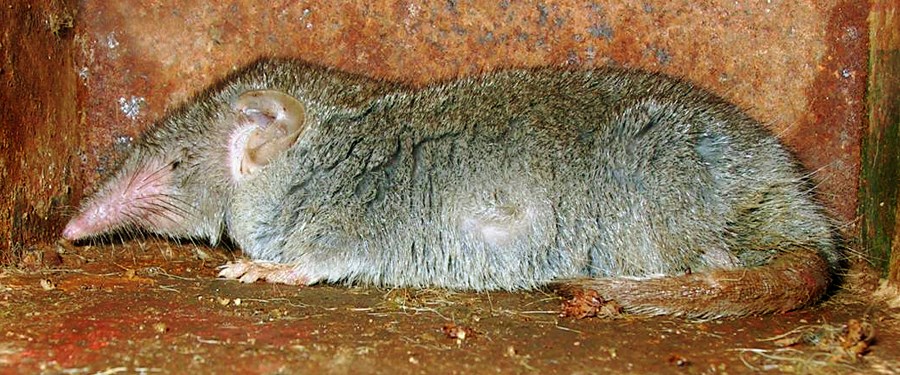 Suncus murinus (Asian house shrew)