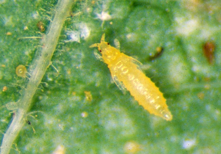Frankliniella occidentalis (western flower thrips)