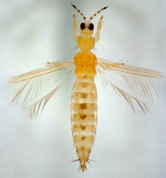 Frankliniella occidentalis (western flower thrips)