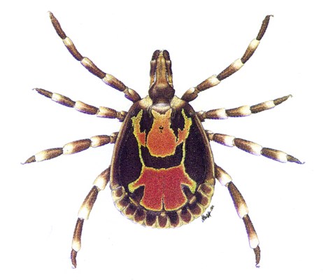 Amblyomma variegatum (tropical bont tick)