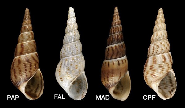 Melanoides tuberculata (red-rimmed melania)