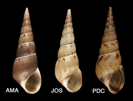 Melanoides tuberculata (red-rimmed melania)