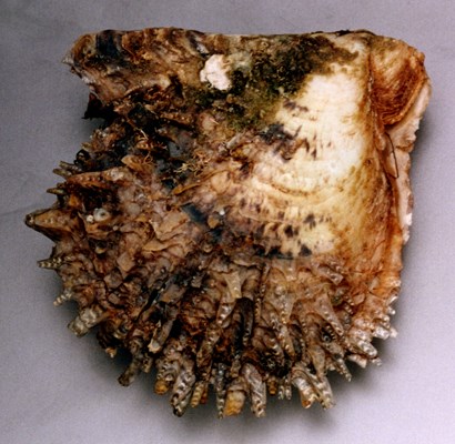Pinctada imbricata radiata (rayed pearl oyster)