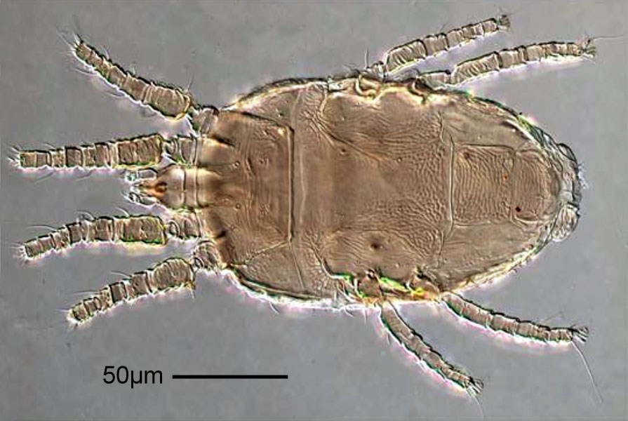 Brevipalpus lewisi (citrus flat mite)