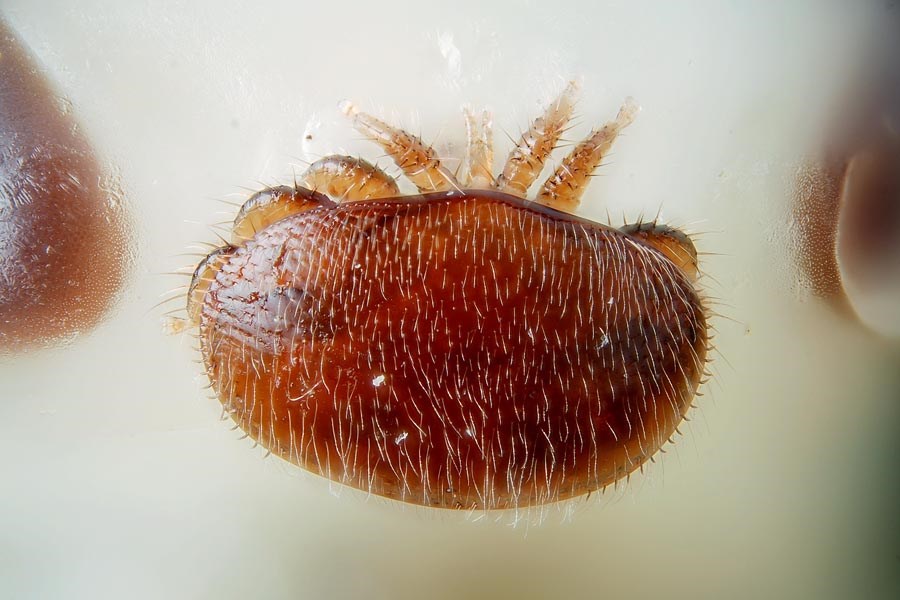 Varroa destructor (Varroa mite)