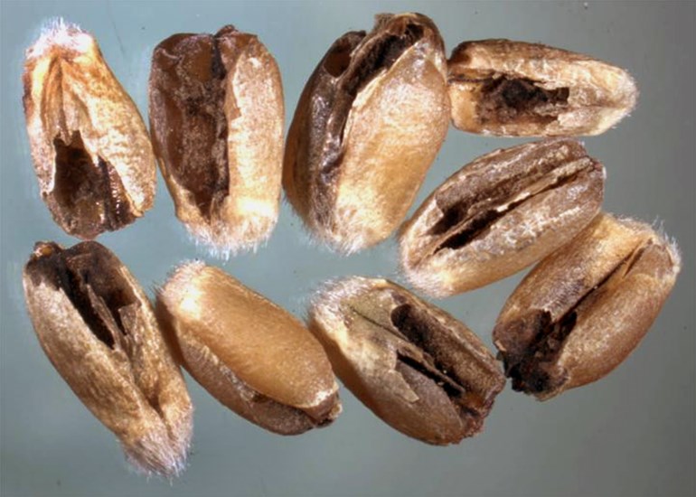 Tilletia indica (Karnal bunt of wheat)