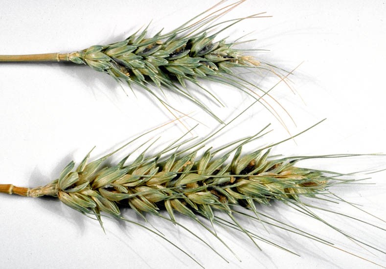 Tilletia indica (Karnal bunt of wheat)