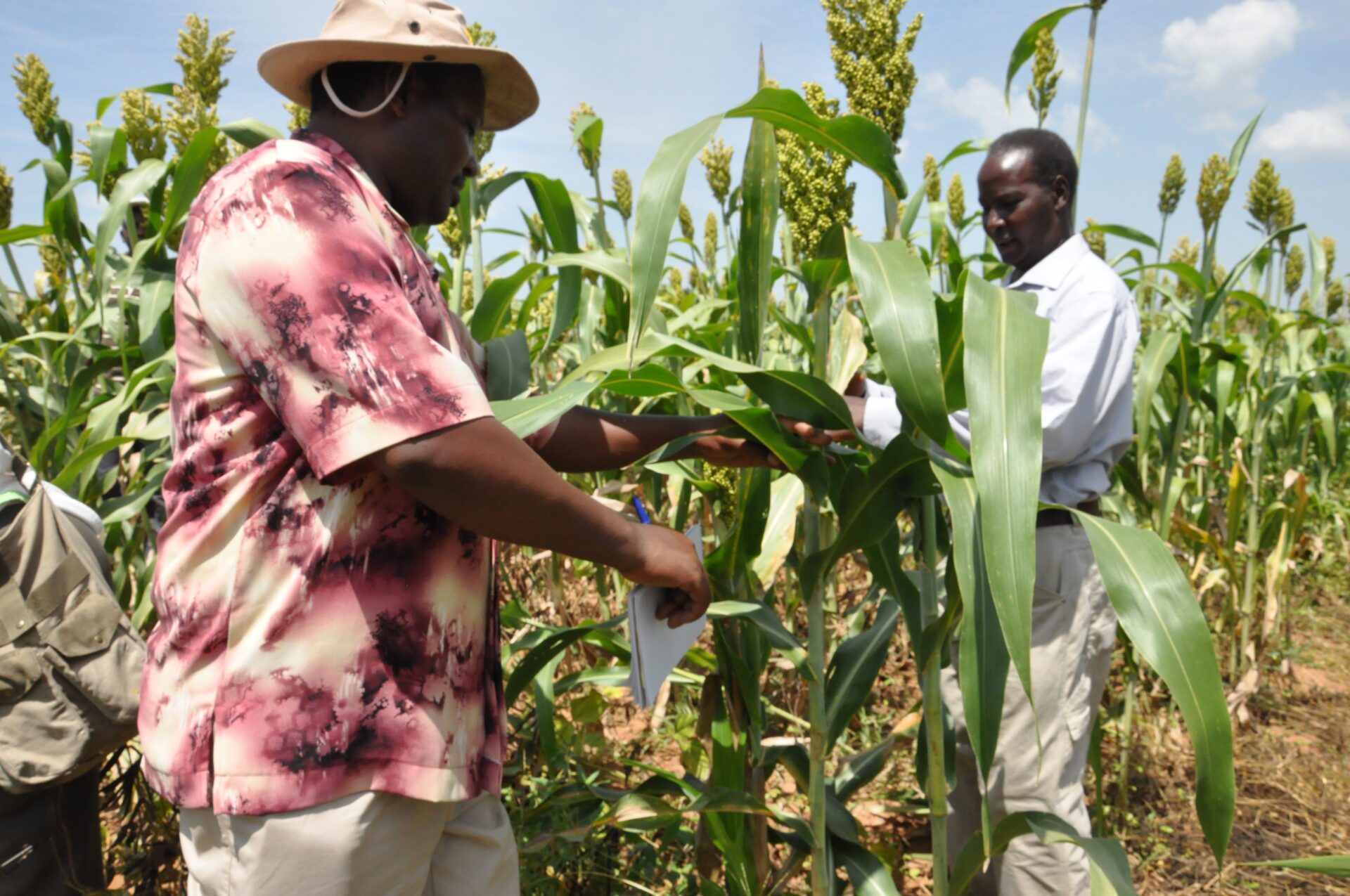 New batch of UK-CGIAR Centre projects will focus on underutilised crops ...