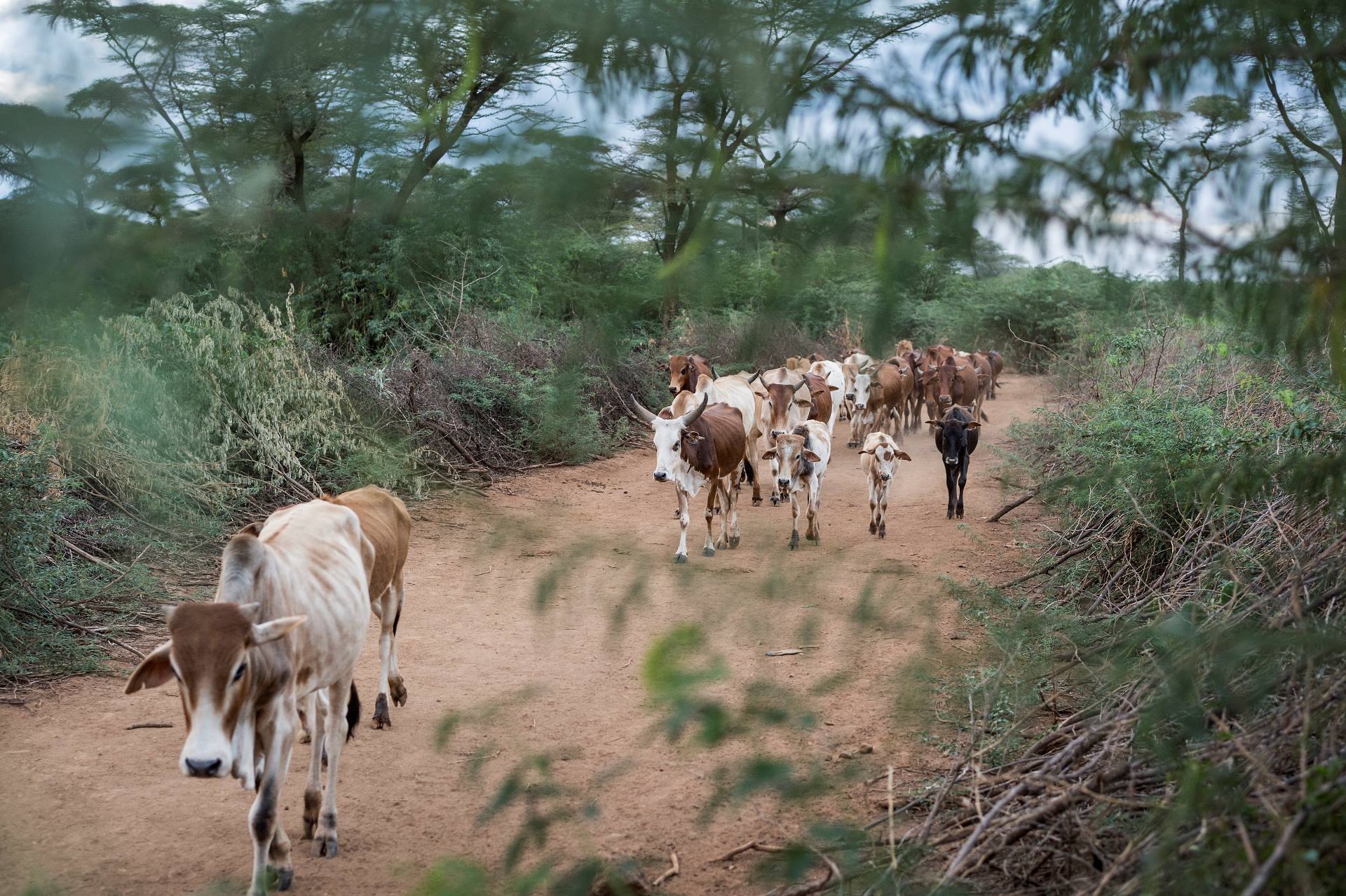 Joint plant-livestock clinics reap One Health benefits for farmers in ...