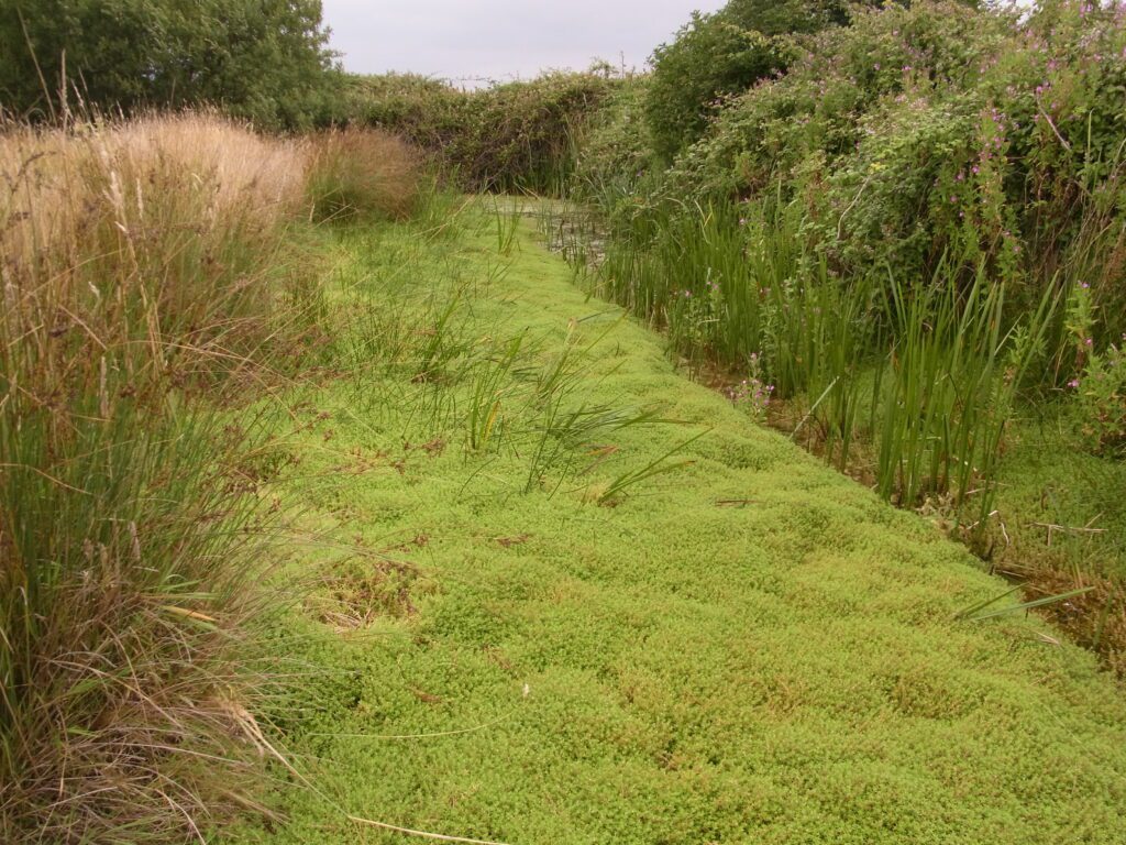Australian swamp stonecrop - CABI.org