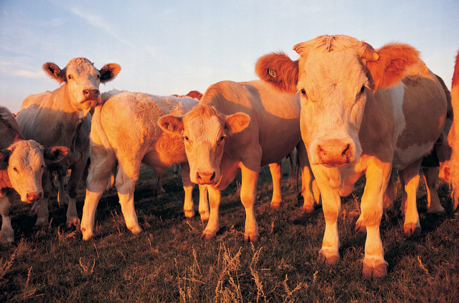 Animal Health and Production Compendium - CABI.org