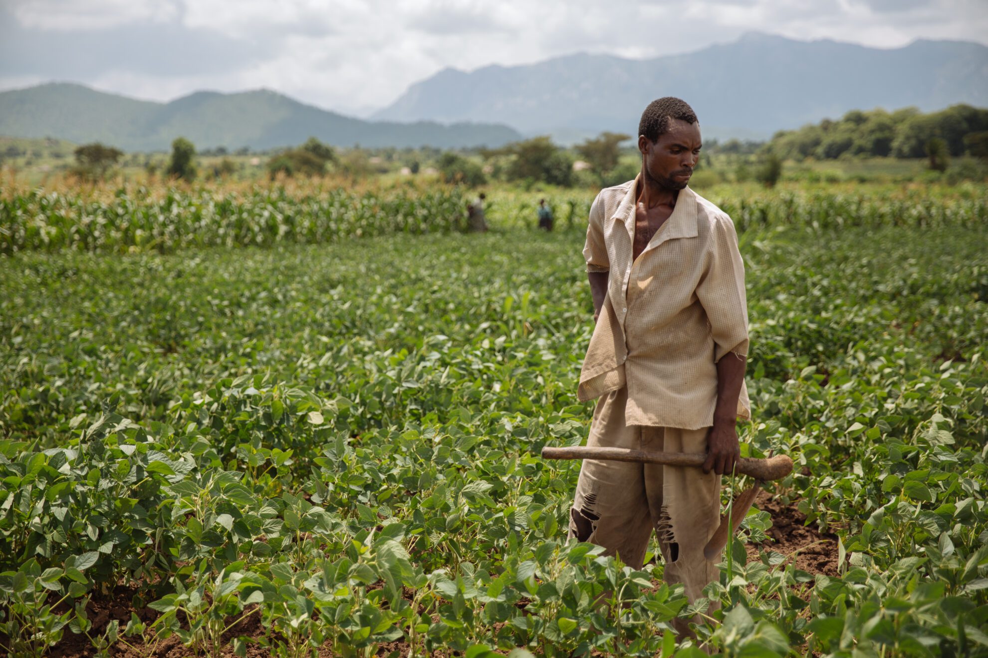 A Climate-Smart Agronomy Vision for Adapted Crops and Soils (AgVACS ...