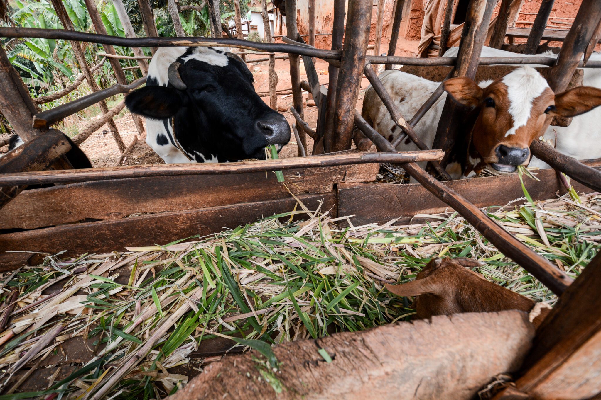 Developing forages to reduce the environmental impact of livestock in ...