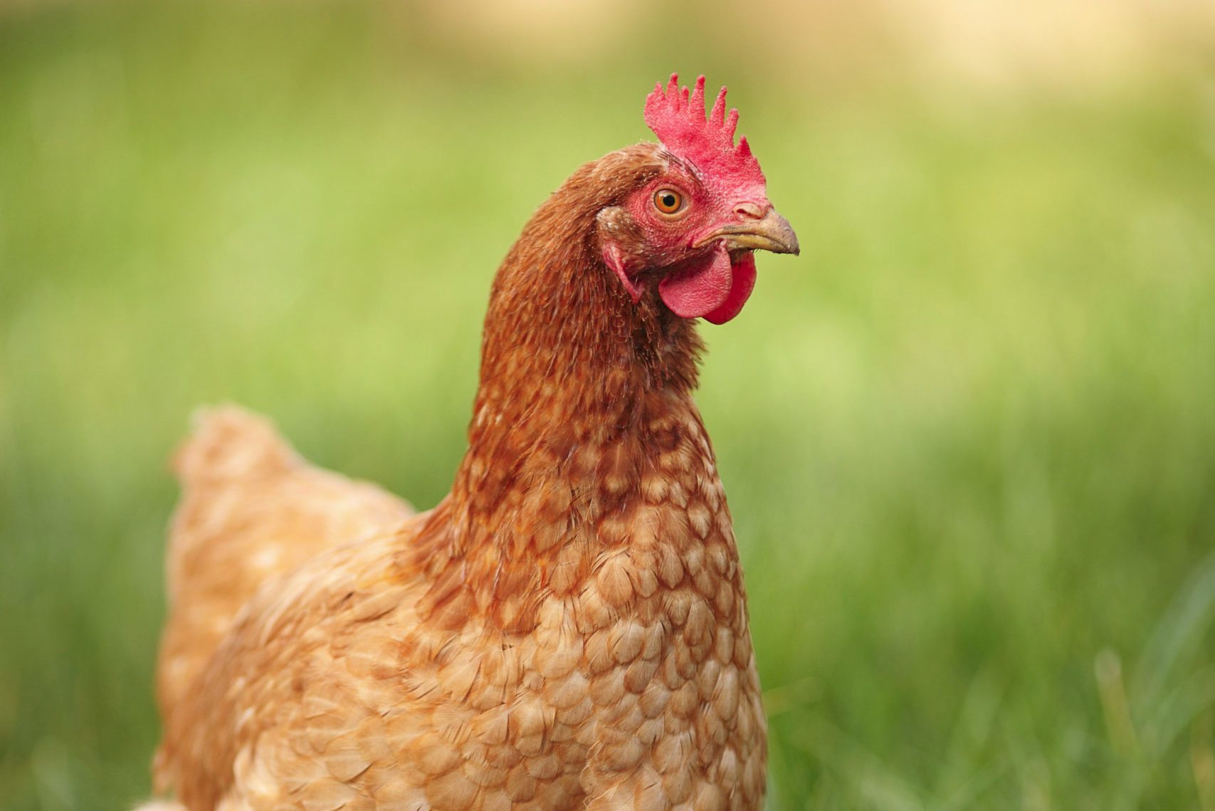 Nutrition and Feeding of Organic Poultry, 2nd Edition - CABI.org