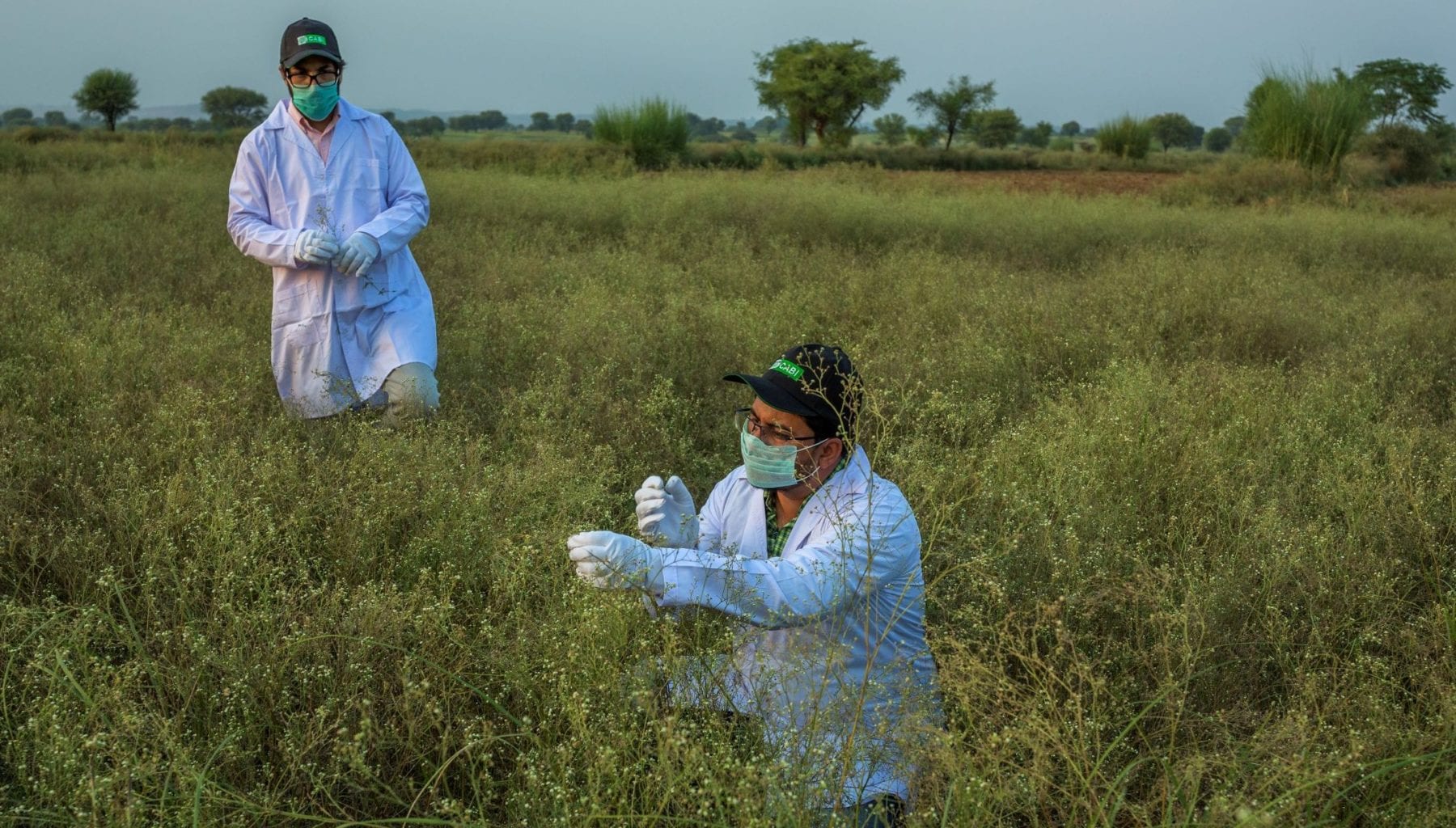 Rooting out parthenium weed in Pakistan - CABI.org