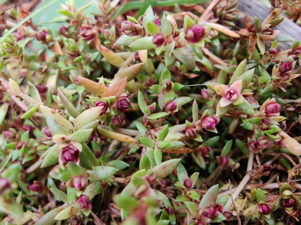 Australian swamp stonecrop - CABI.org