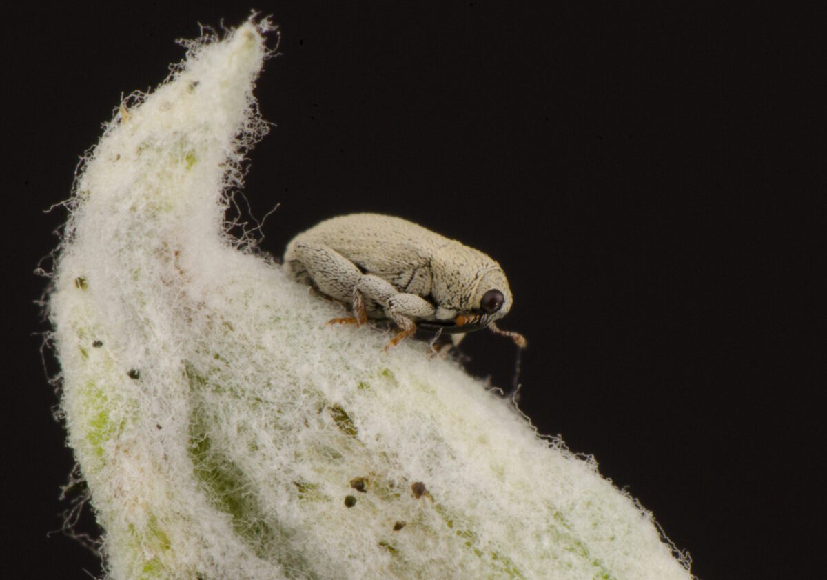 Controlling noxious Russian knapweed in North America - CABI.org
