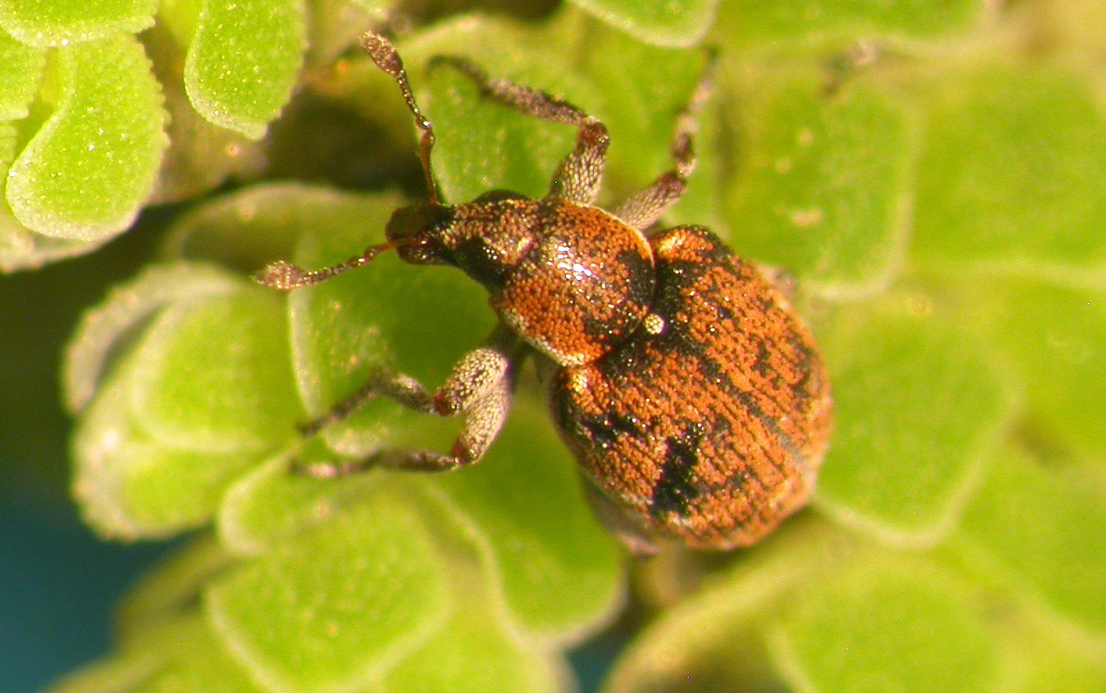 Azolla control - CABI.org