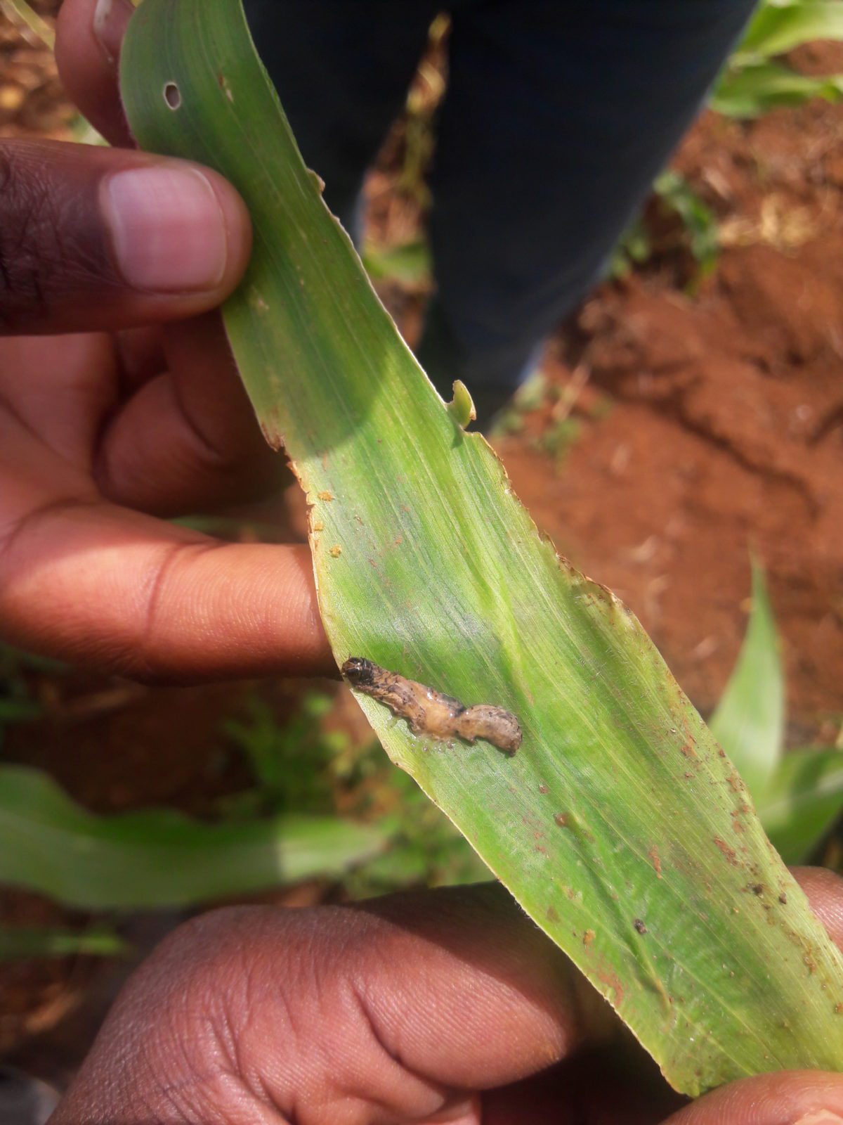 Piloting biopesticide use to manage fall armyworm in South Sudan - CABI.org