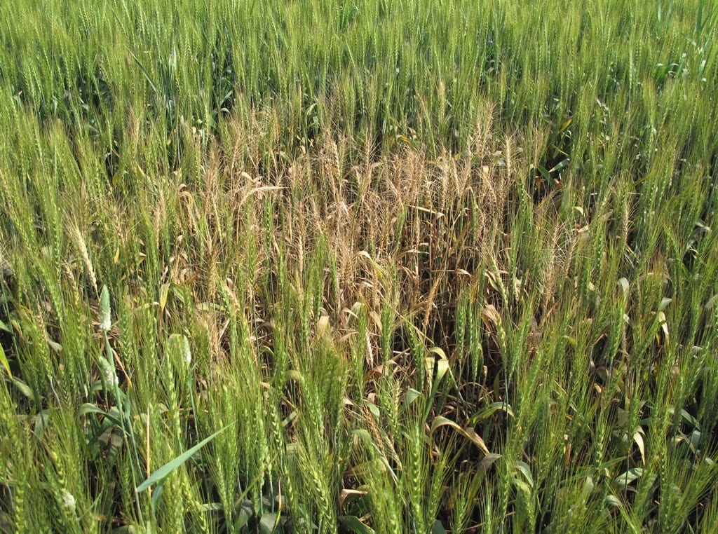 CABI scientists track wheat aphids and their natural enemies for better ...