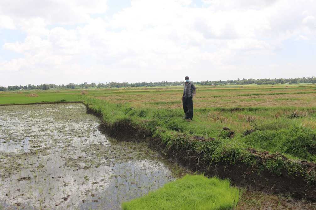 Apple snail invasion could be “disastrous” for rice production and food ...