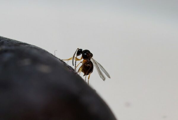 CABI joins forces in first release of parasitic Asian wasp to fight ...