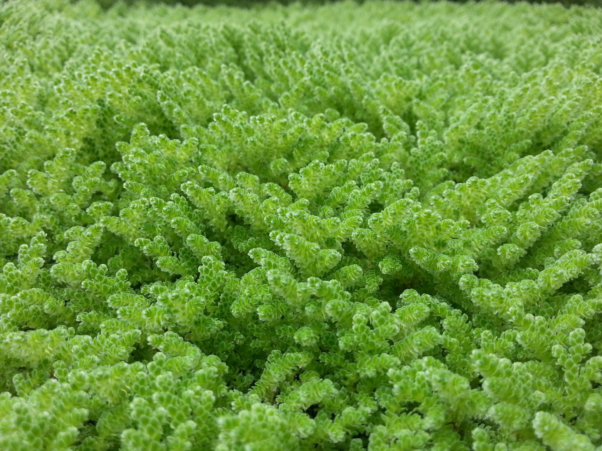 Azolla control - CABI.org